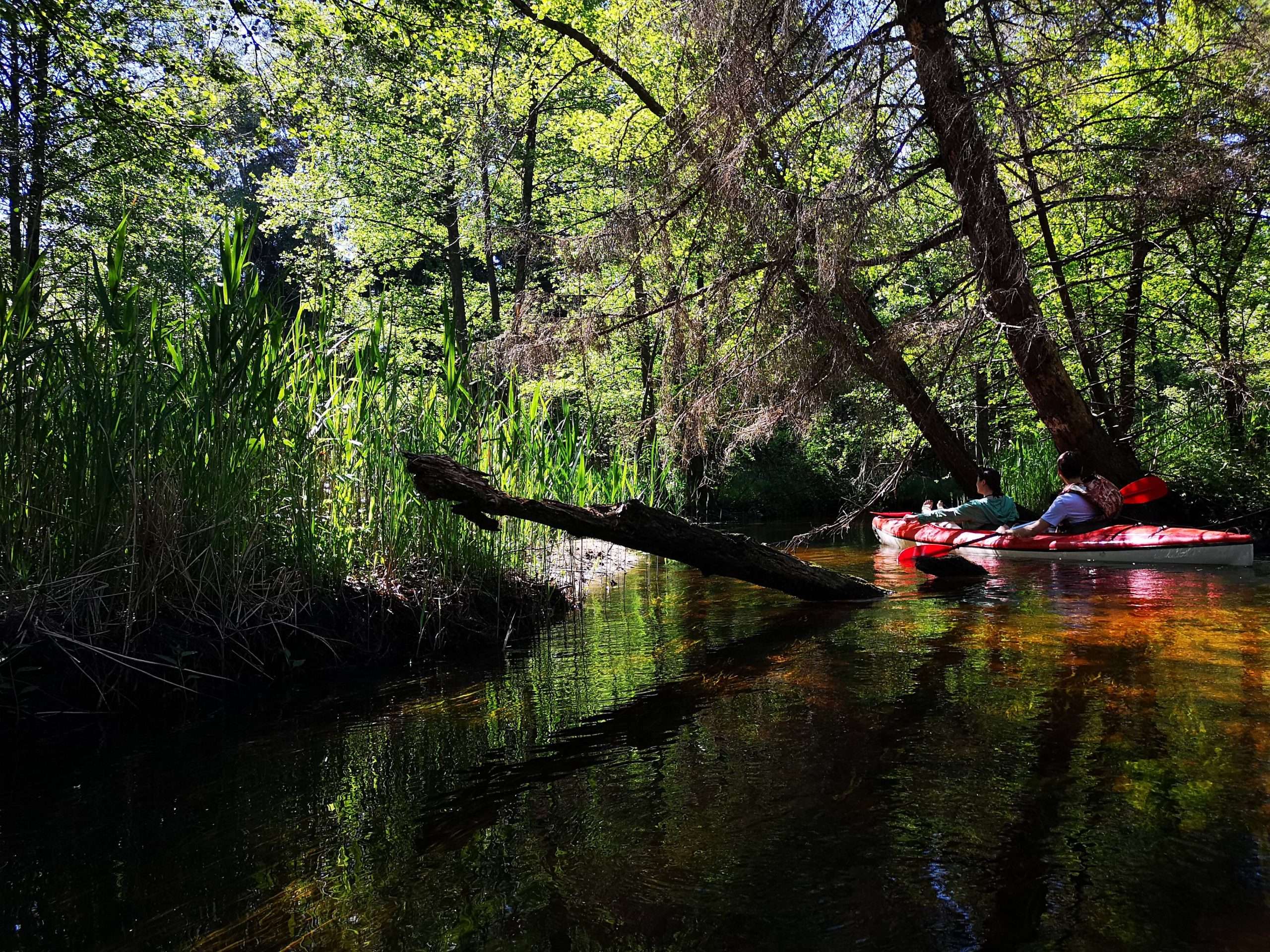 Two day route Žeimena for kayak rental in Lithuania